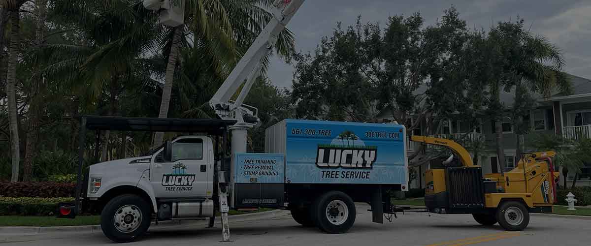 Tree Service | Tree Trimming | Tree Removal | Stump Grinding